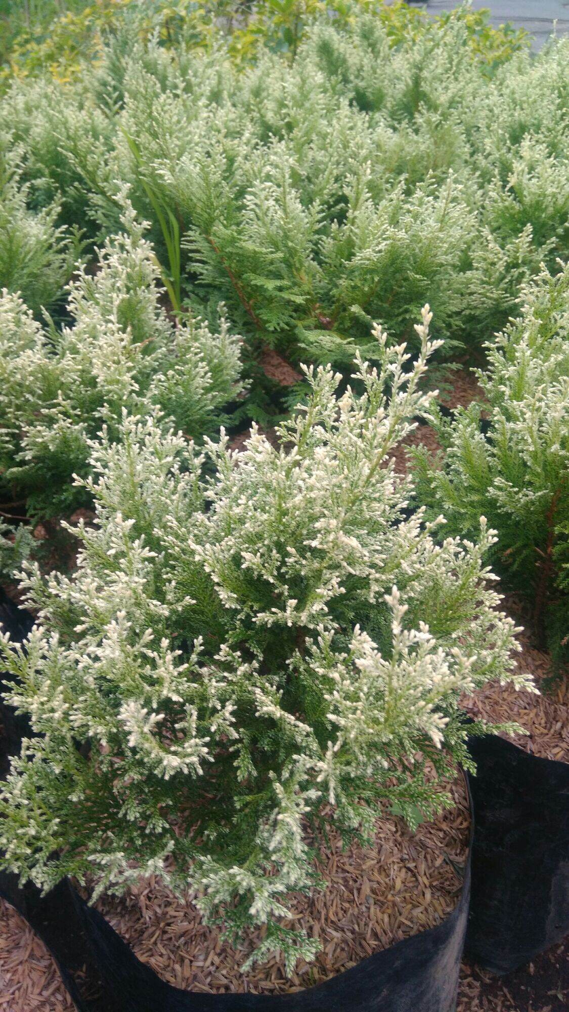 Tanaman Cemara inoki putih | Lazada Indonesia