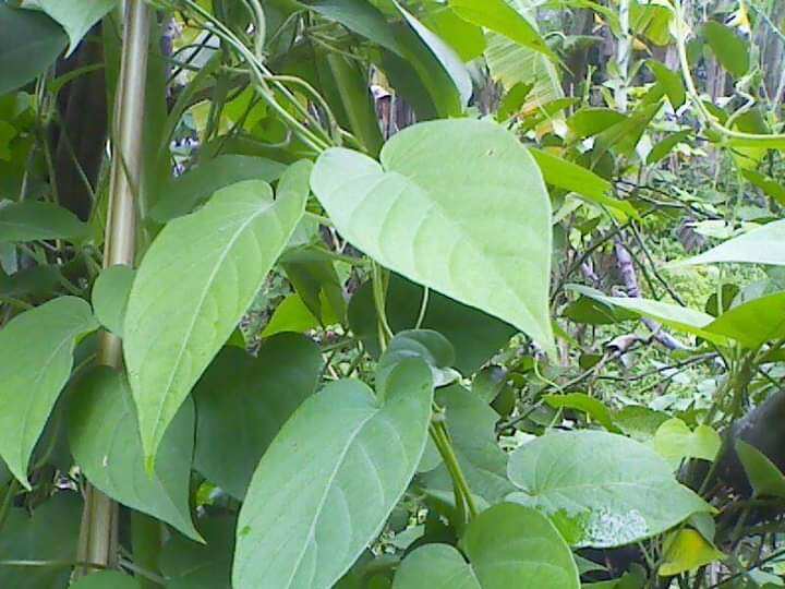 Daun kentut/daun sembuk/daun kahitutan 500grm | Lazada Indonesia