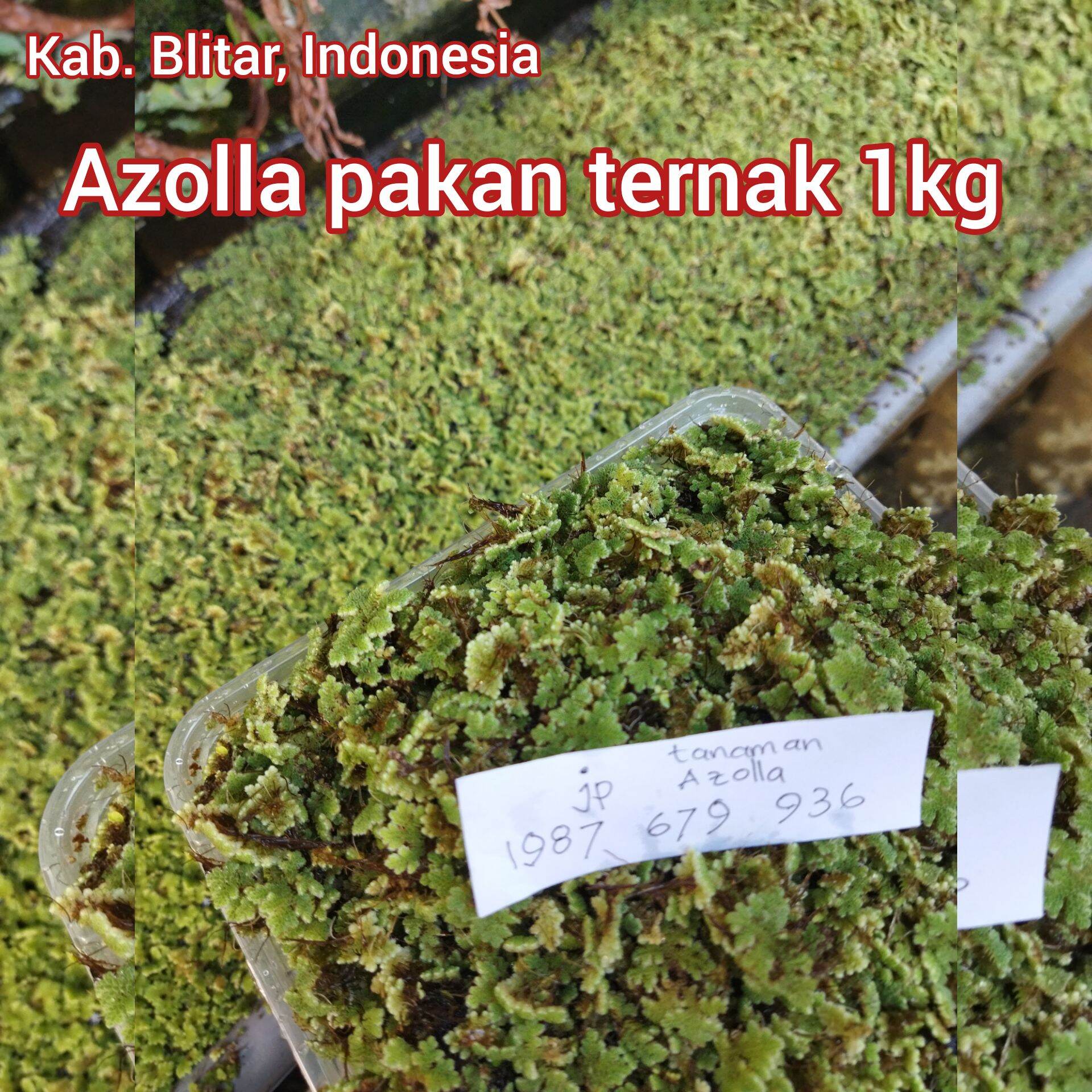 azolla 1kg, azolla microphylla, bibit azolla microphylla, azolla pakan ...