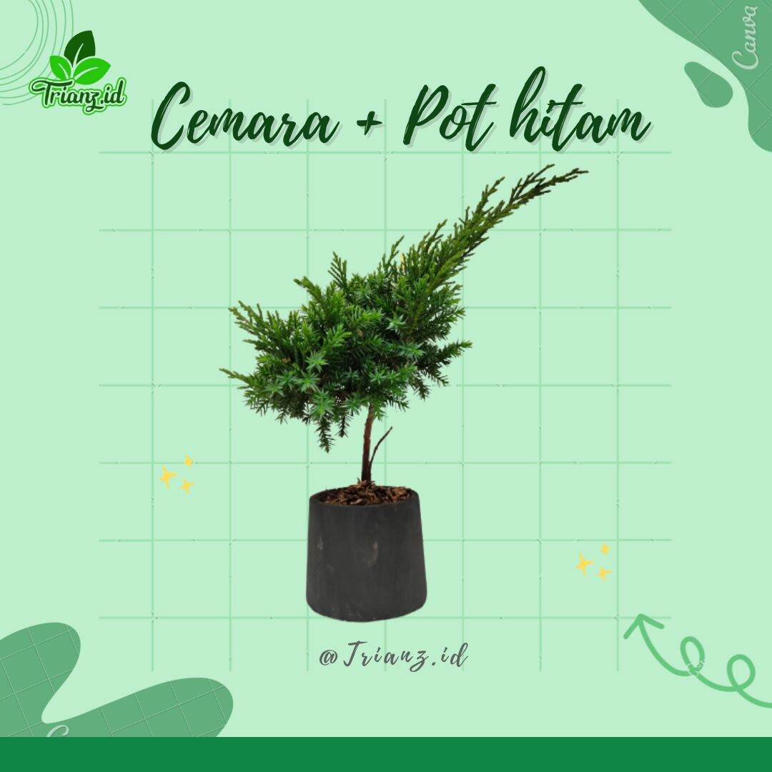 Cemara batik + pot hitam | Lazada Indonesia