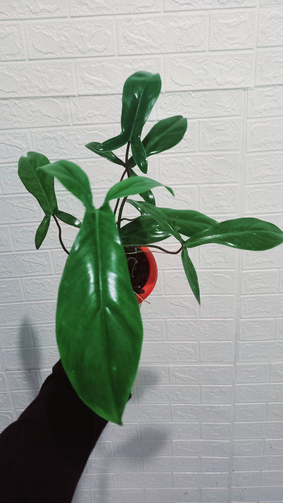 Tanaman Hias Philo Code Mature (PHILODENDRON CODE 69686) | Lazada Indonesia