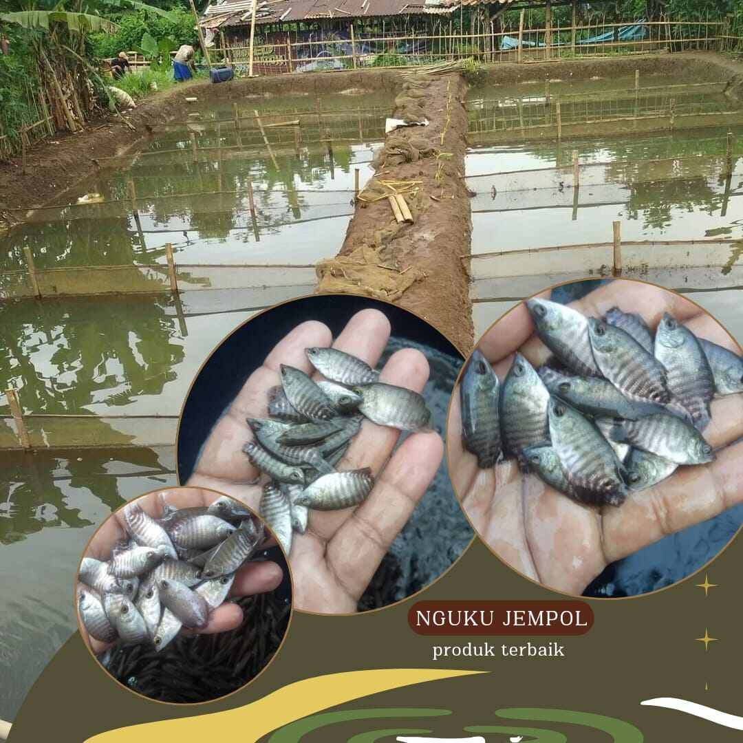 BIBIT GUR4ME SOANG SIZE JEMPOL PELENGKAP KOLAM | Lazada Indonesia