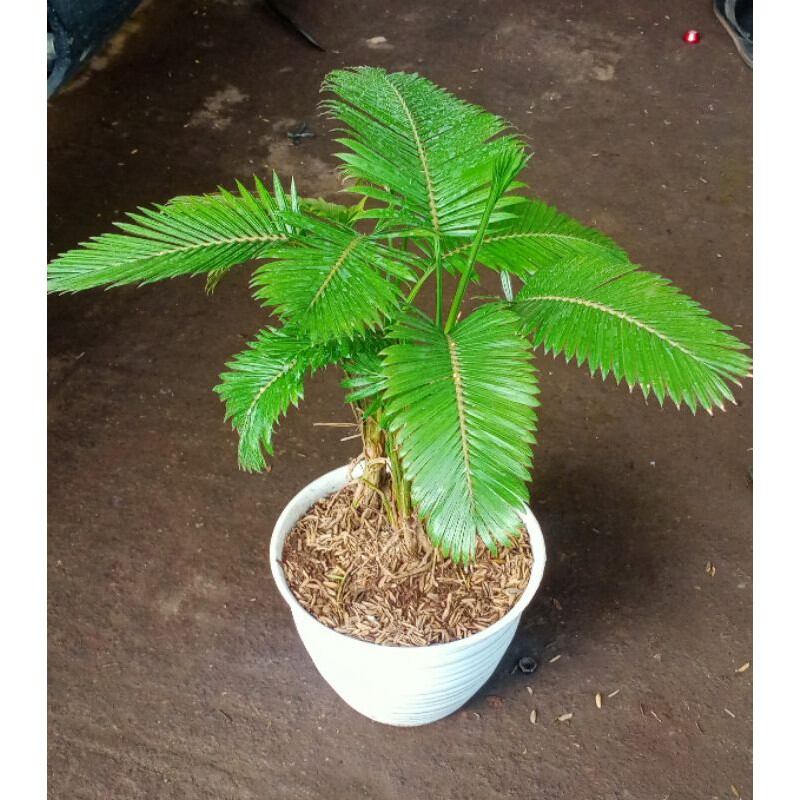 Palem paris | Lazada Indonesia