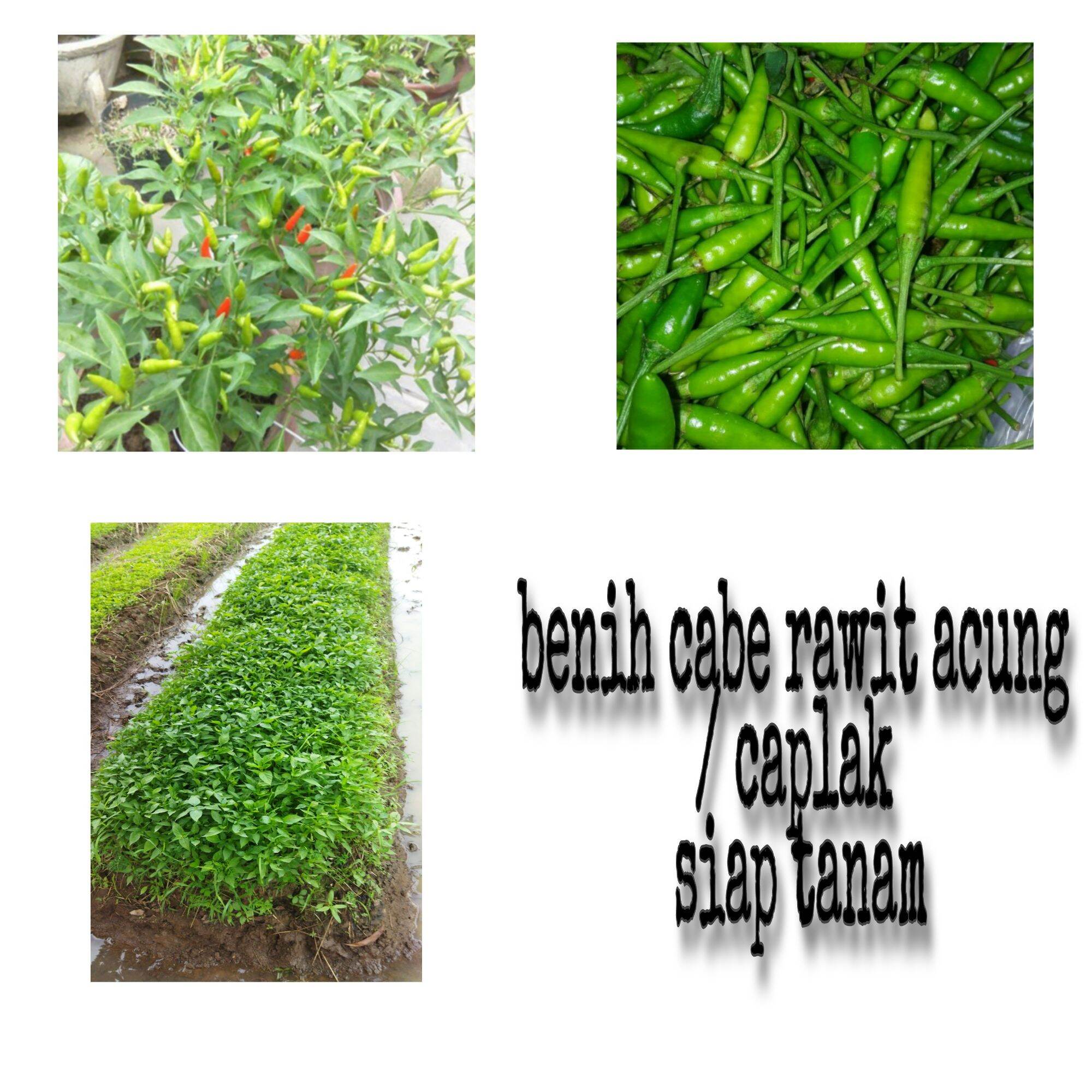 benih cabe rawit acung / caplak siap tanam 30 batang | Lazada Indonesia