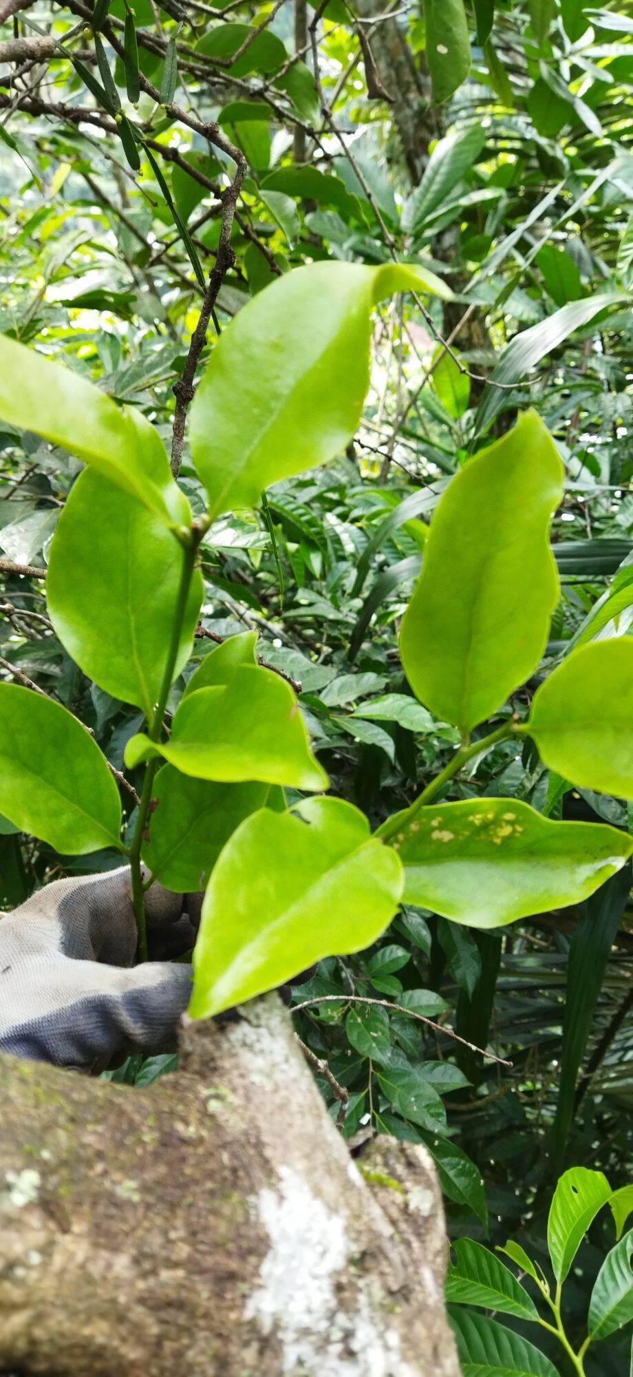 Daun benalu jeruk segar 1kg | Lazada Indonesia Daun benalu jeruk segar 1kg | Lazada Indonesia