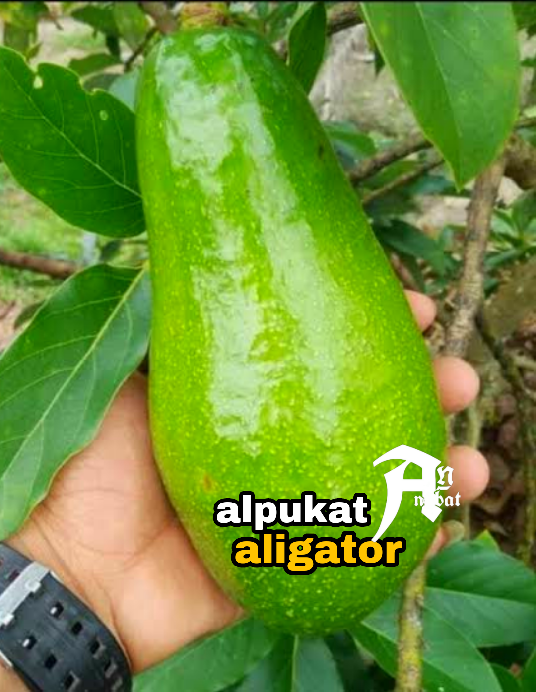 bibit alpukat aligator jumbo batang besar | Lazada Indonesia