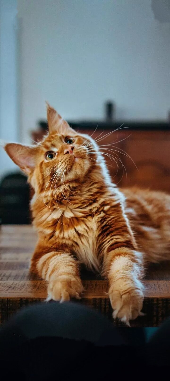 Poster cetak Kucing Angora Lucu, lukisan Kucing Lucu, untuk dekorasi ...