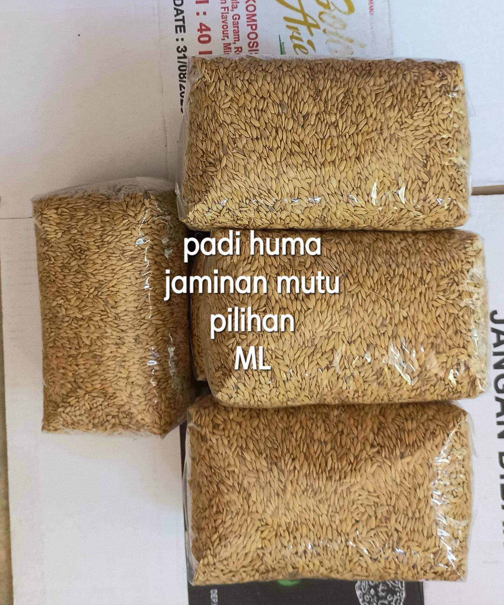 Padi huma padi darat di tanam khusus darat 1 kg | Lazada Indonesia