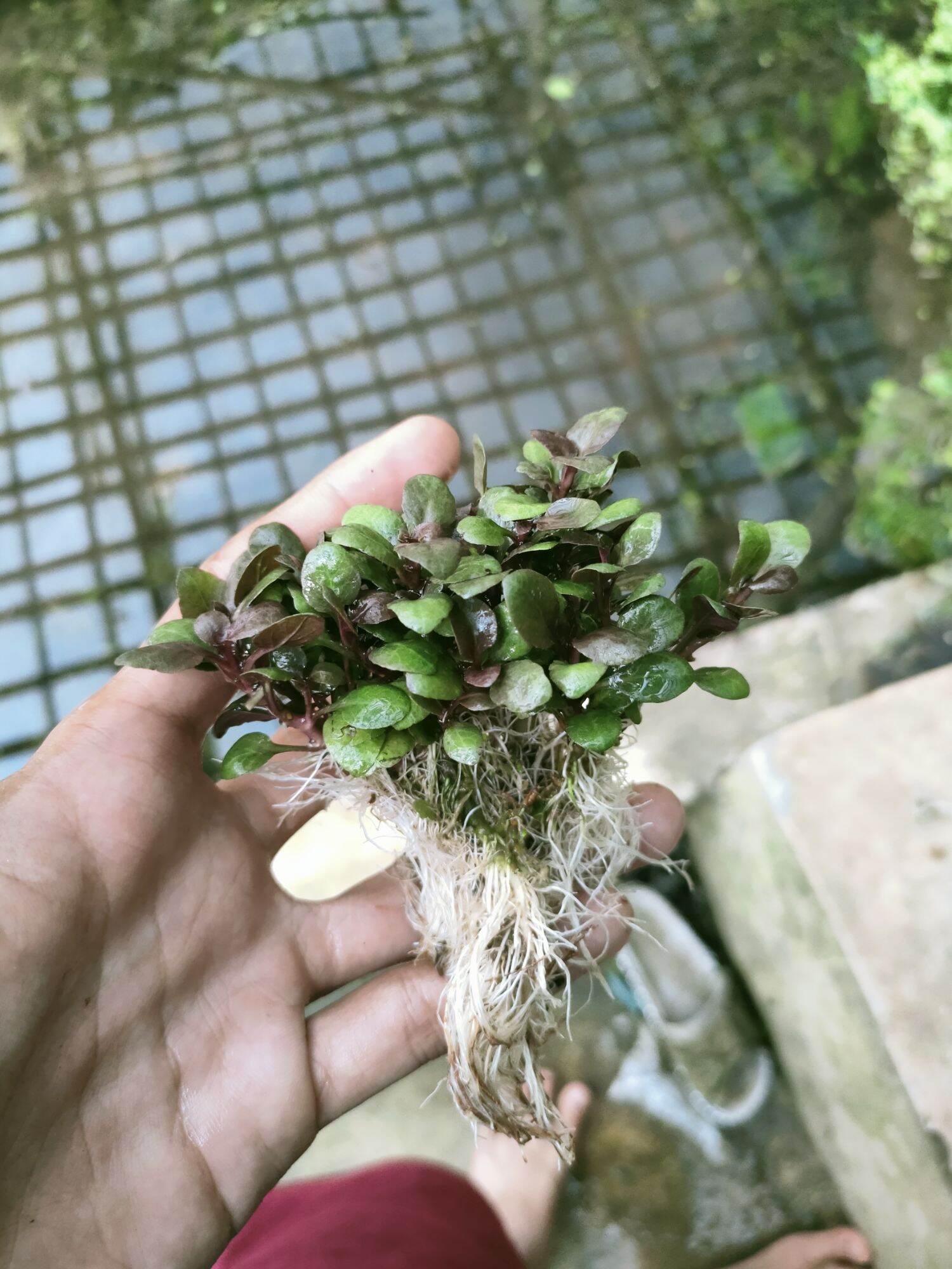 lobelia cardinalis tanaman aquacape | Lazada Indonesia