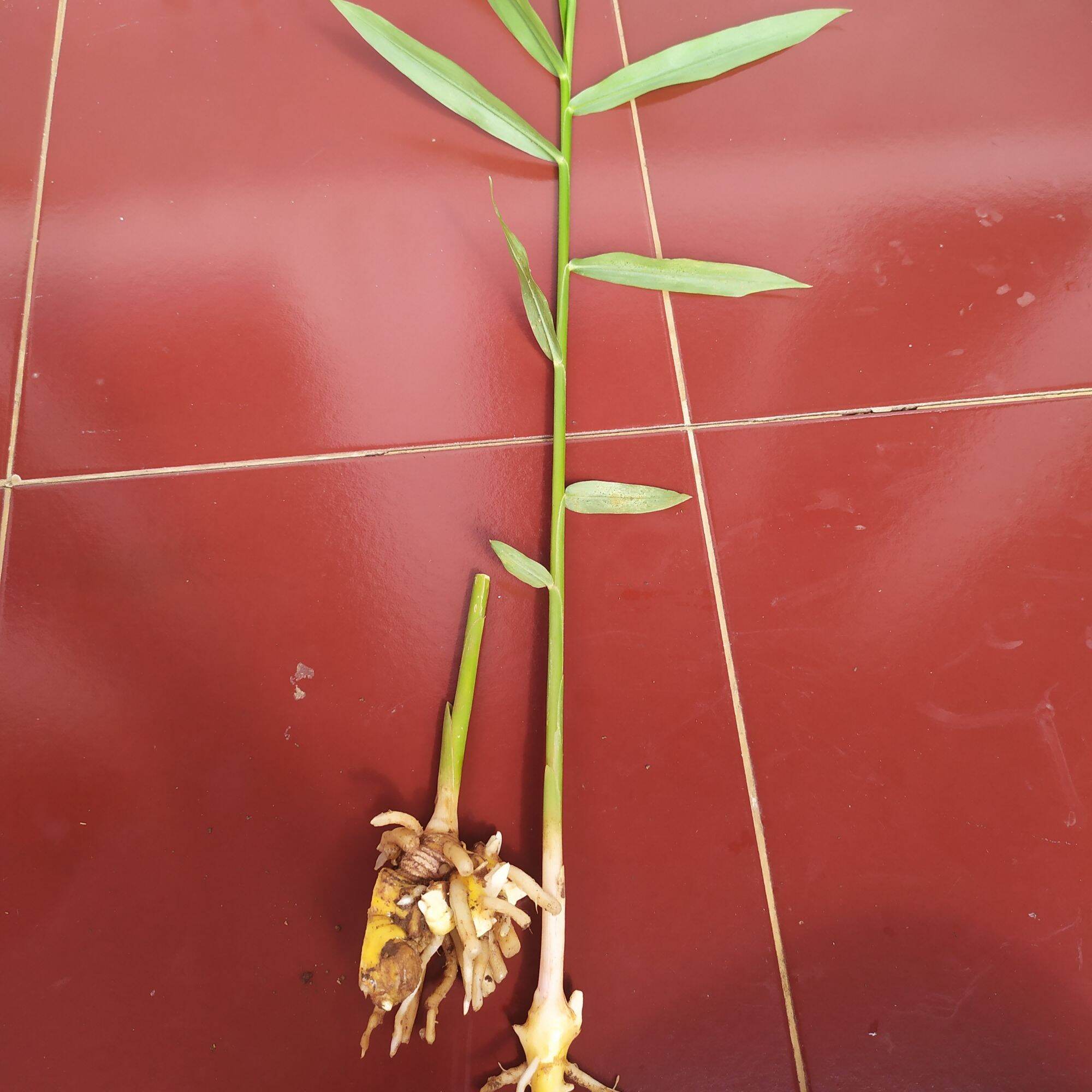 bibit tanaman panglai pohon panglai pohon herbal bangle per 1 bibit ...