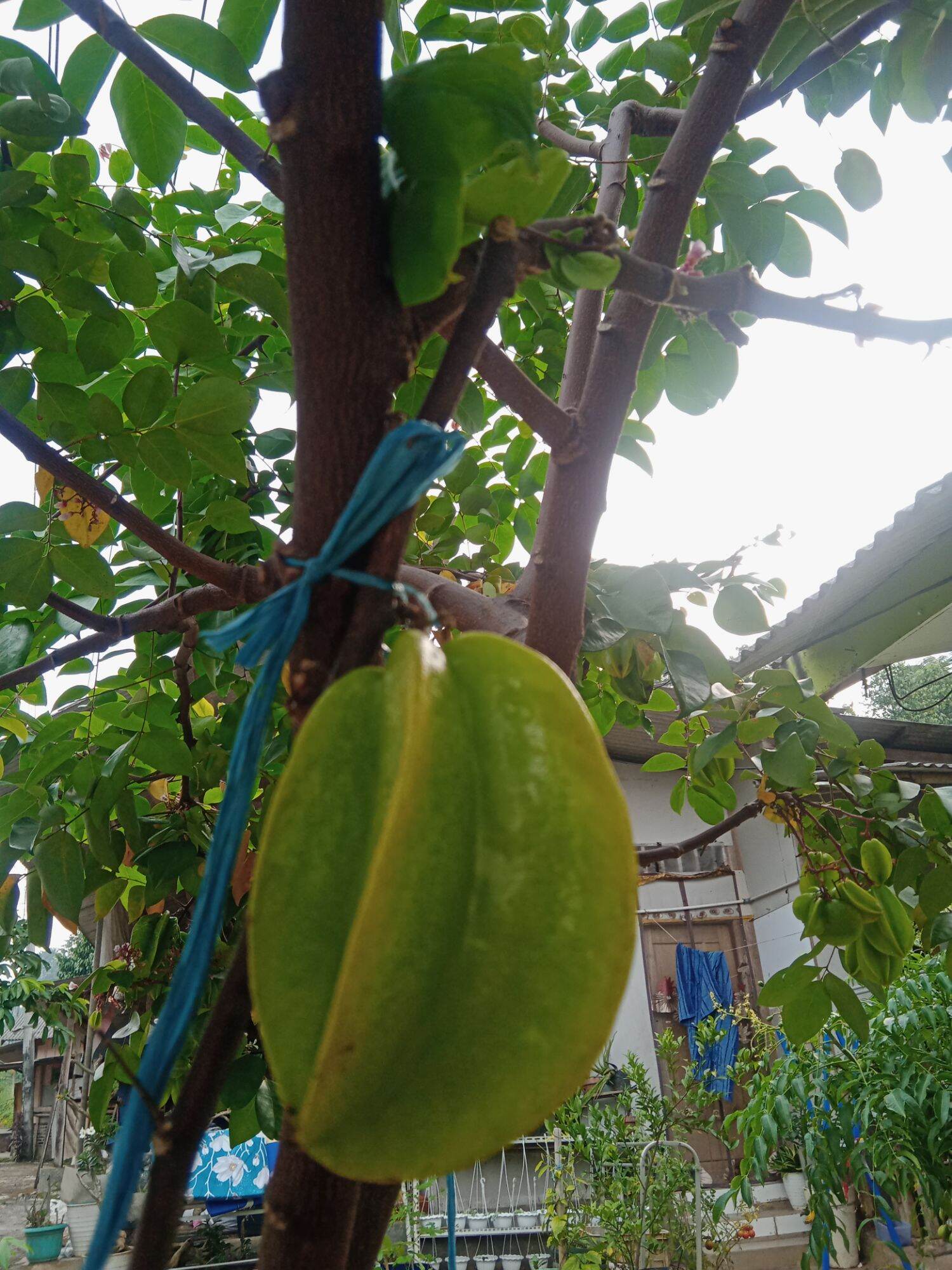 BUAH BELINGBING BINTANG SUPER SEGER. | Lazada Indonesia