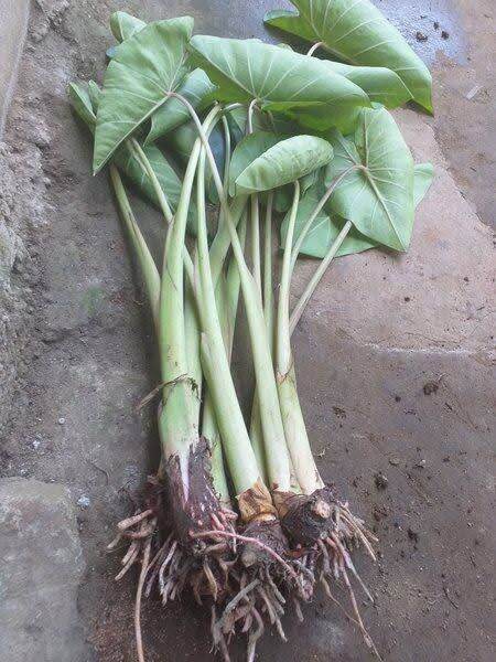 tanaman talas Bogor paket 20 pohon / pohon talas / talas bogor | Lazada ...