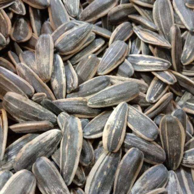 kuaci matahari original 250gr | Lazada Indonesia