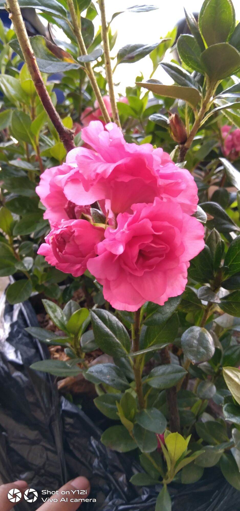 Bunga azalea tumpuk/Bibit tanaman azalea pink | Lazada Indonesia