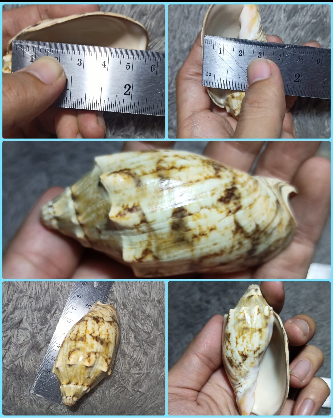 Cangkang Kelomang Ukuran M Jenis Cymbiola | Lazada Indonesia