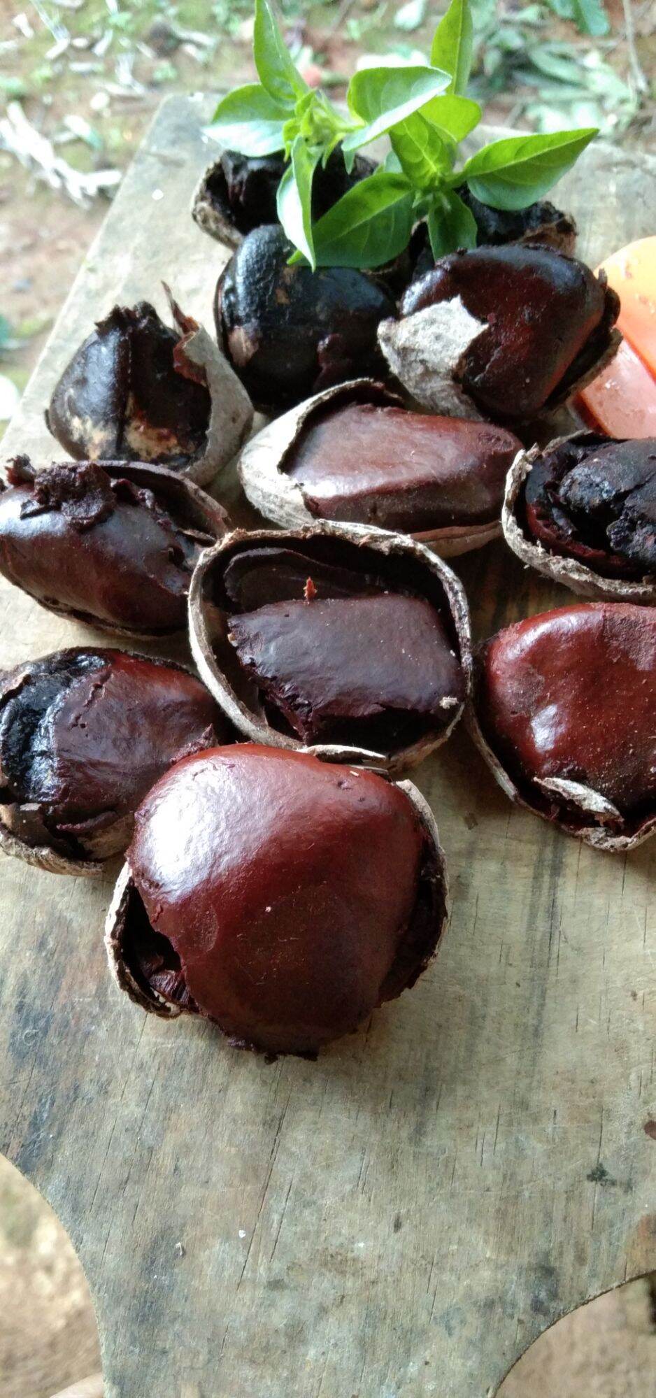 kluwek|picung|pocung|di jual per 1 kg | Lazada Indonesia