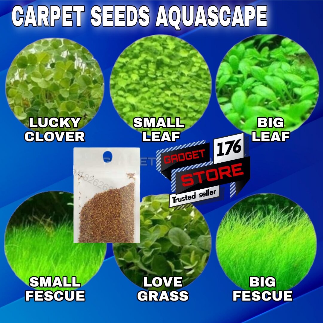 Bibit Rumput Aquascape Carpet Seeds Tanaman Aquarium Rumput Akuarium ...