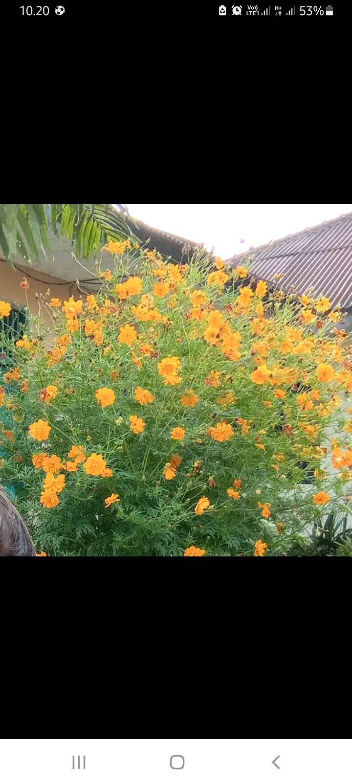 Toko Resmi VIA FARM Online | Lazada.co.id