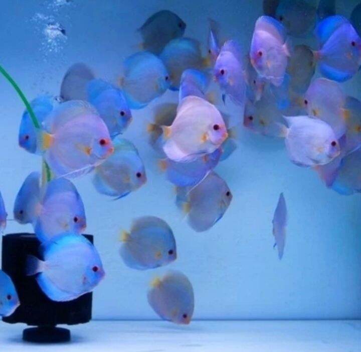 NOBU FISH Indonesia Toko Resmi Online | Beli Sekarang di Lazada