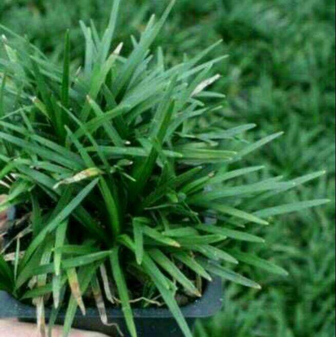 tanaman hias kucai mini | Lazada Indonesia