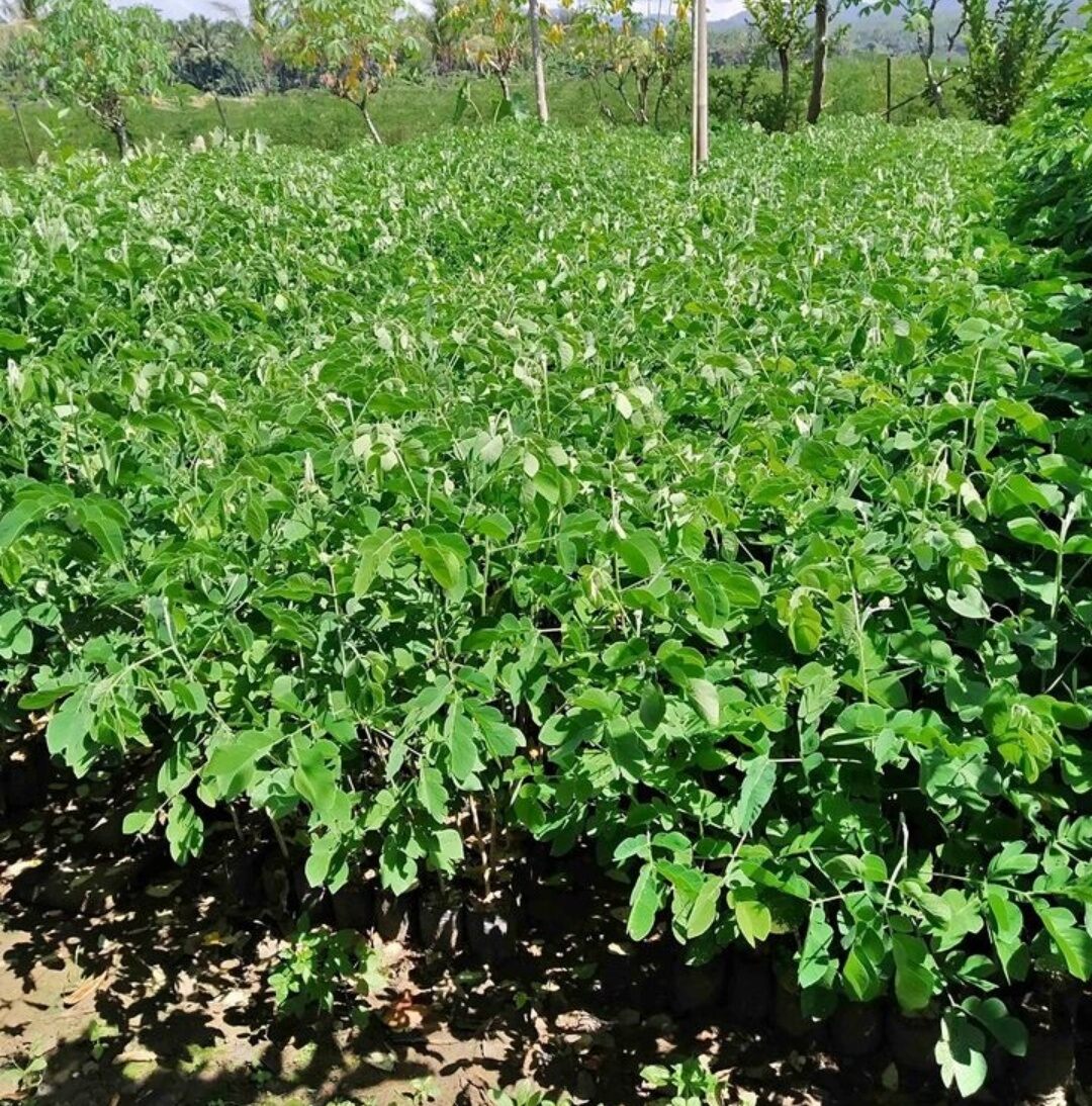 bibit pohon trembesi (Samanea saman). | Lazada Indonesia