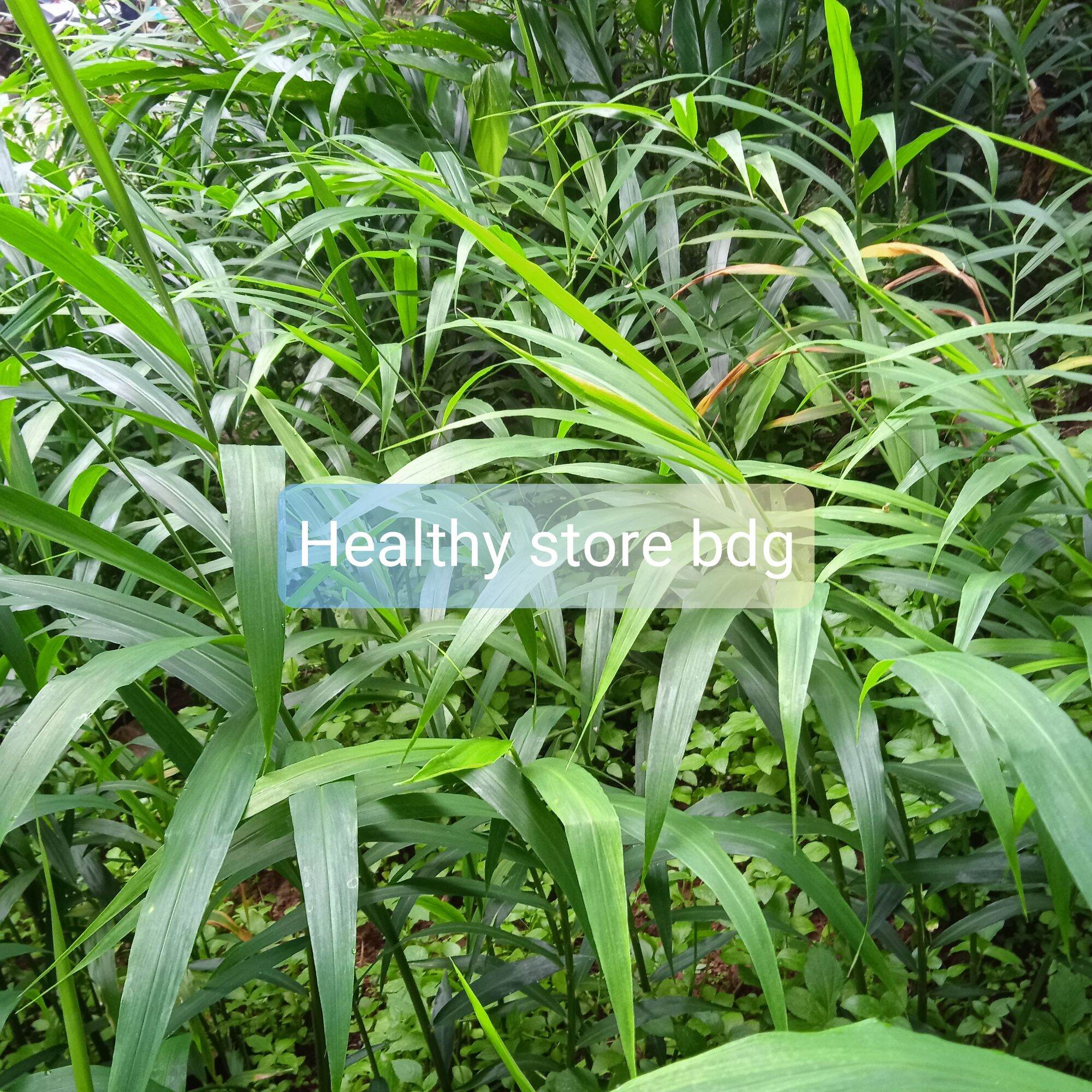 Daun jahe segar 600 gram | Lazada Indonesia