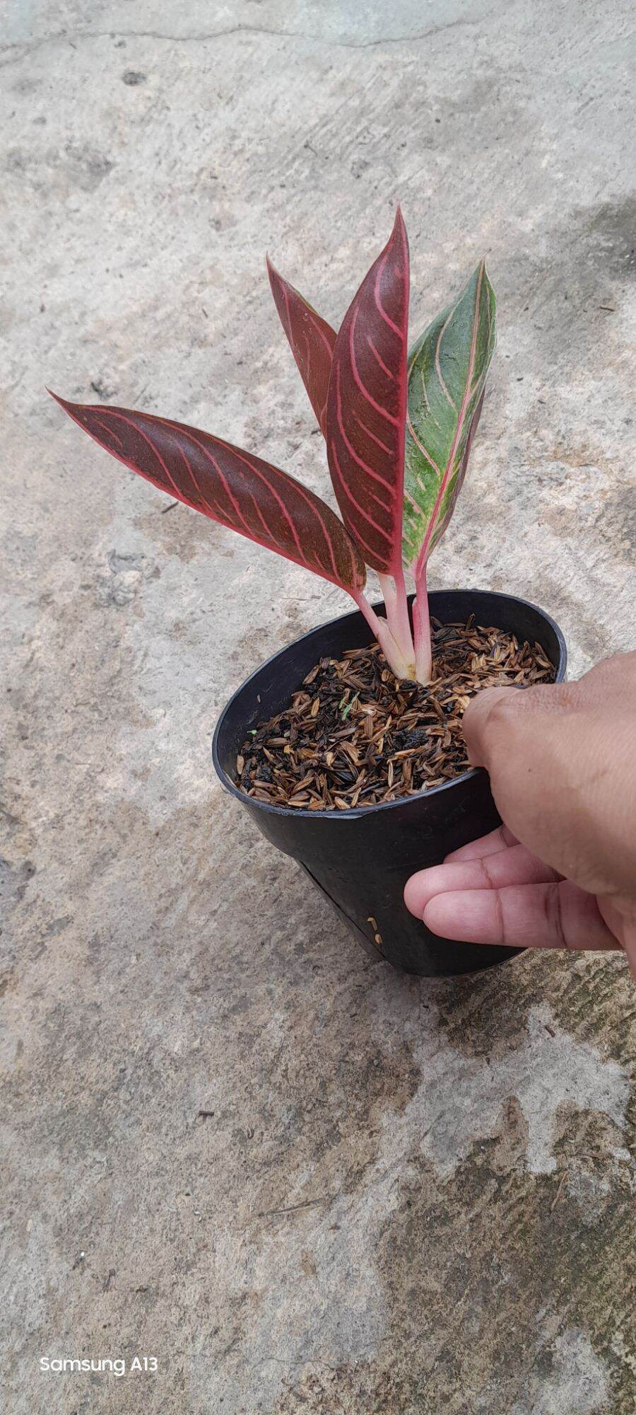 Aglonema POS/Red Sumatra/Redsum (Daun 4) (1) | Lazada Indonesia