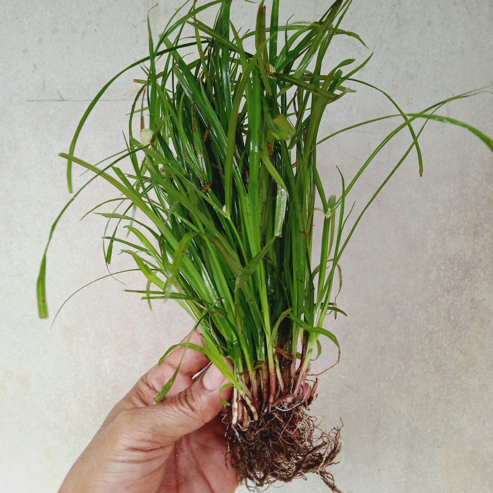 Rumput pendul bawang-bawangan 500 gram | Lazada Indonesia