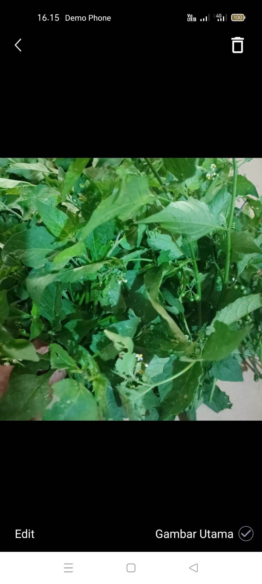 Daun ranti atau leunca hayam segar 1 kg | Lazada Indonesia