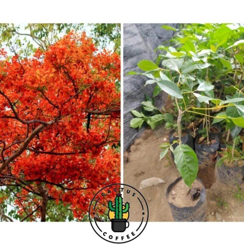 Bibit Tanaman Bunga Pohon Tabebuya ( Kuning,Ungu,Pink,Putih,Merah ...