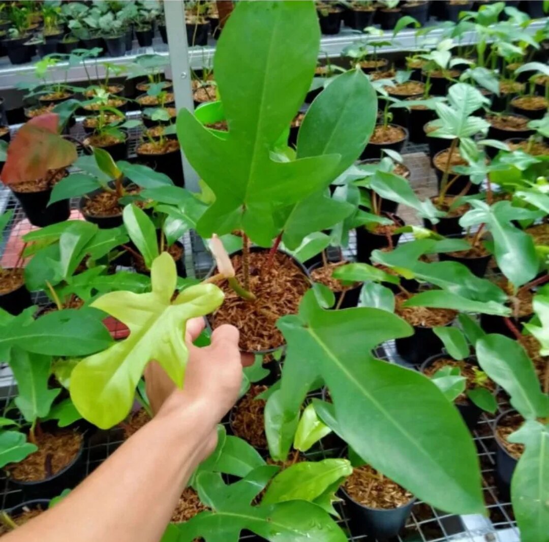 Philodendron Squamiferum / Tanaman Philo | Lazada Indonesia