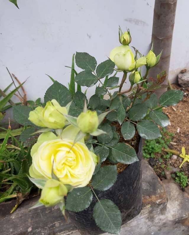 Mawar creamy eden | Lazada Indonesia