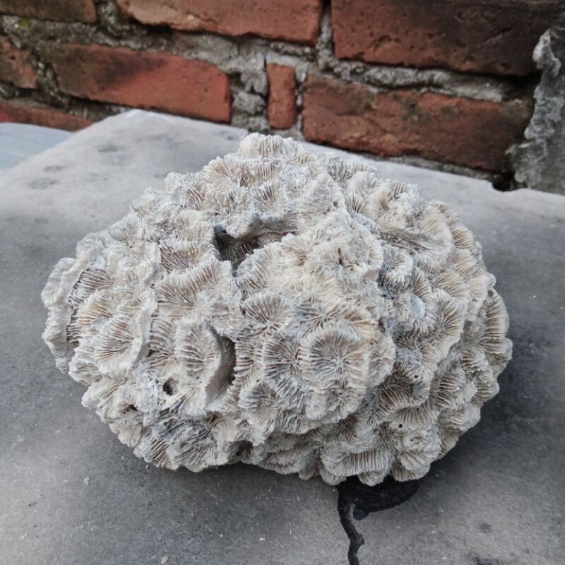 BATU KARANG BENTUK BUNGA MEKAR JUMBO/ BATU KARANG LAUT/ BATU KARANG ...