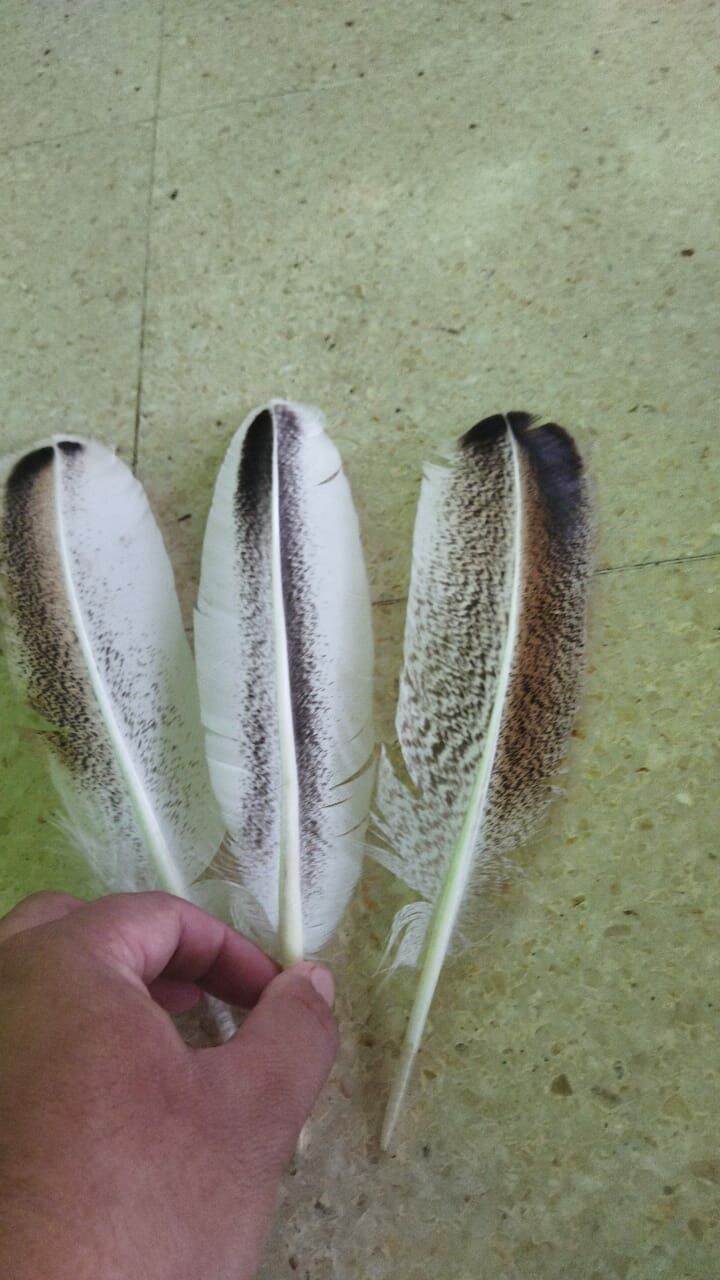 FEATHER_SHOP.ID Indonesia Toko Resmi Online | Beli Sekarang di Lazada