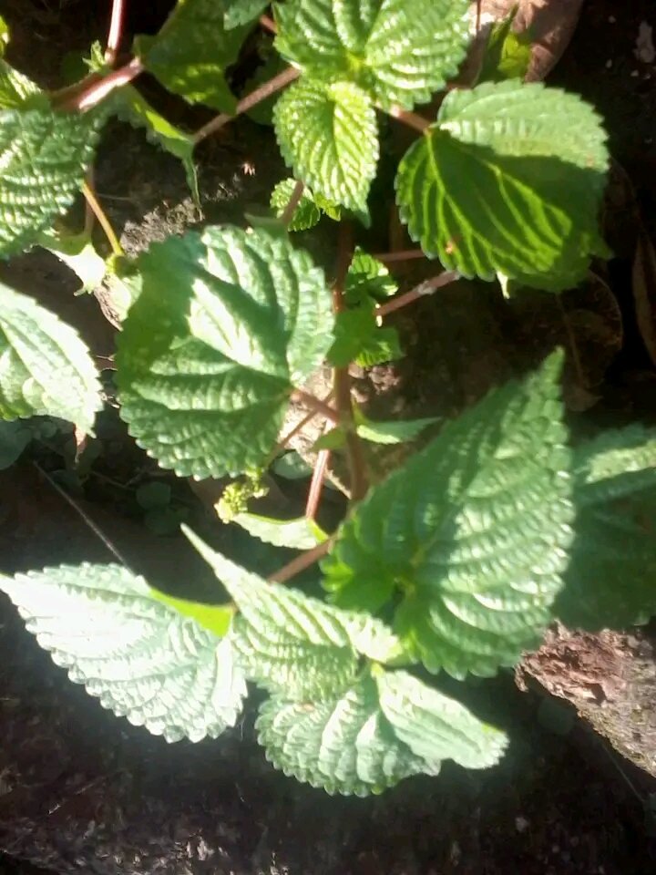 Daun Jelatang atau Daun pulus segar per 1 kg | Lazada Indonesia