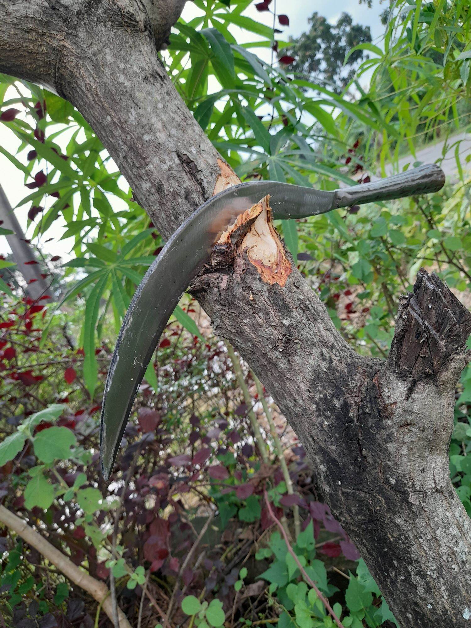 Arit sabit rumput madura model clurit / sabit clurit madura | Lazada ...