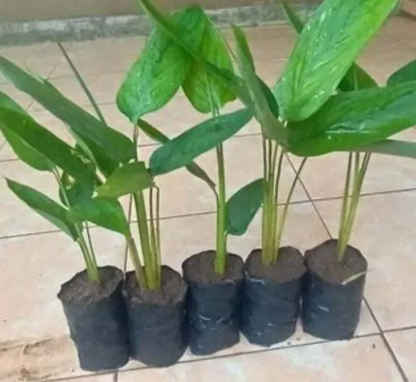 BIBIT TANAMAN UMBI GARUT/ANGGREK SIAP TANAM | Lazada Indonesia