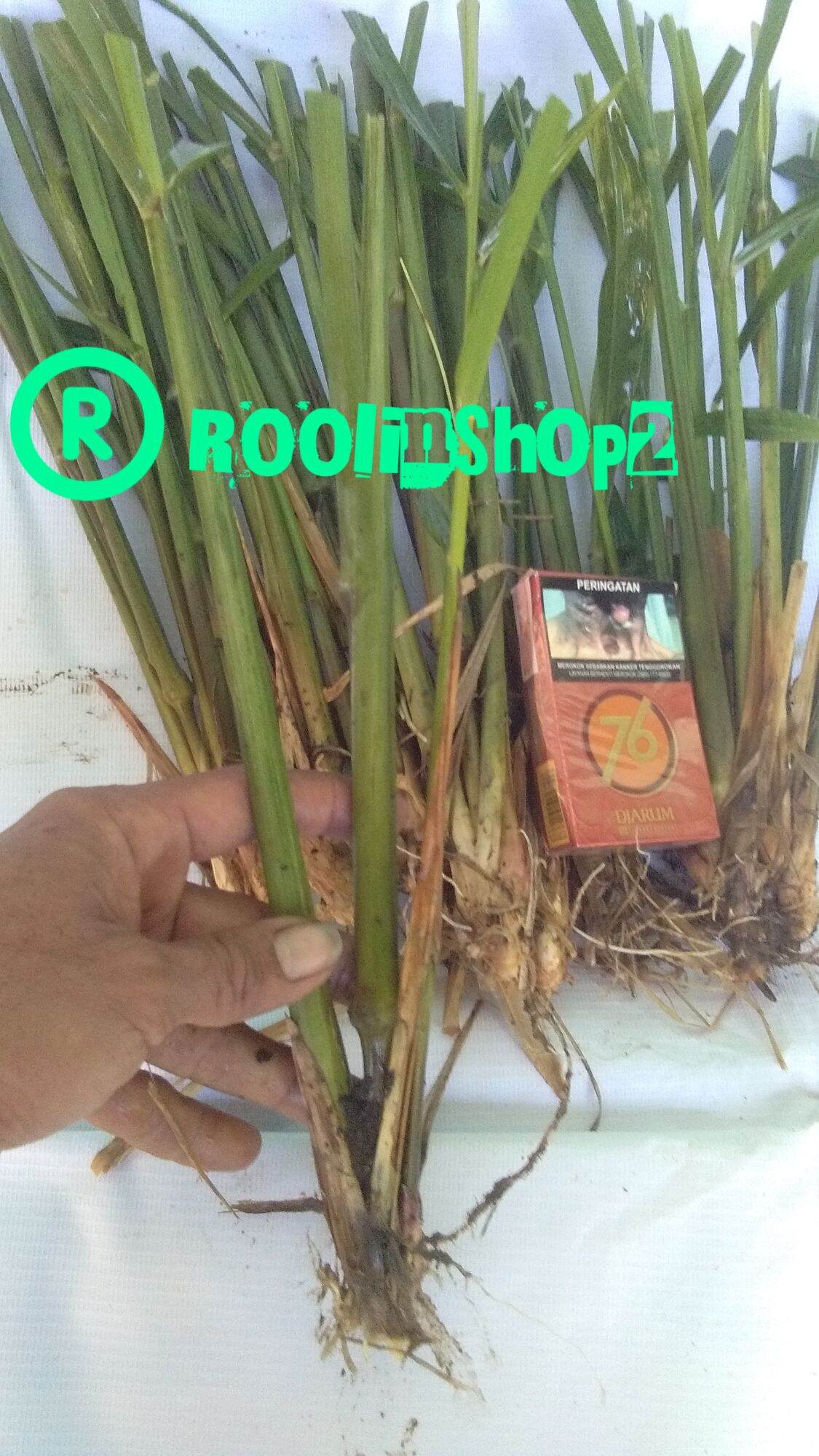 1 ikat Bibit rumput mombaca f1 cabutan berakar | Lazada Indonesia