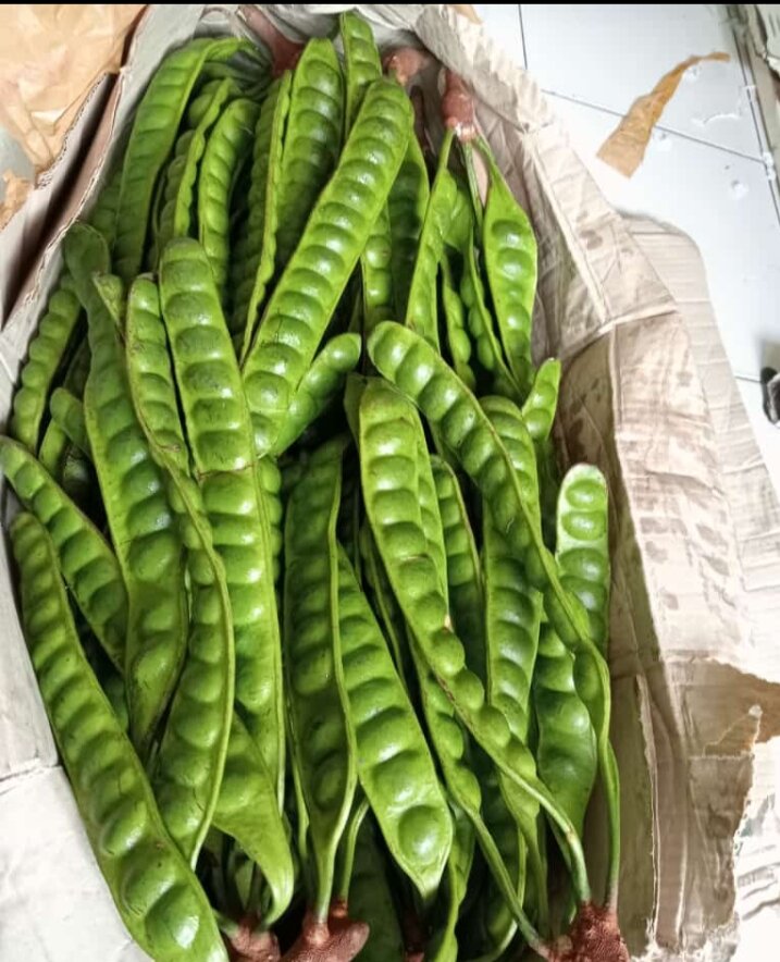 petai super tua dan fresh isi 10 papan | Lazada Indonesia
