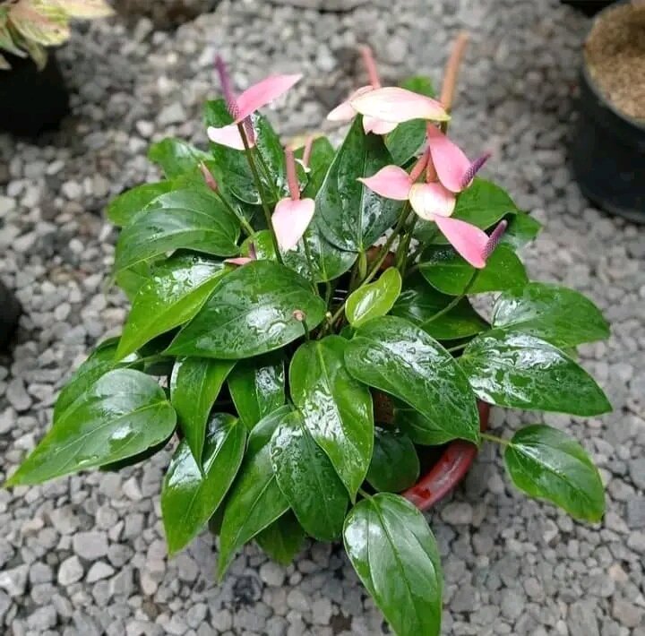 Tanaman Mini Anthurium Pink | Lazada Indonesia