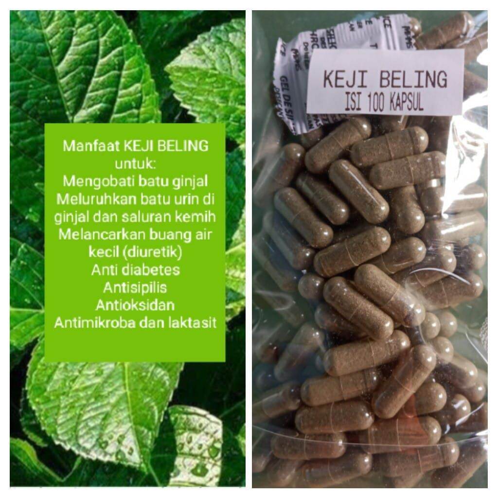 Kapsul Keji Beling isi 100 pcs untuk batu ginjal dan kencing batu ...