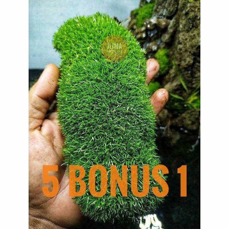MOSS MUTIARA PALUDARIUM (PROMO 5 GRATIS 1) MOSS DARAT HIJAU SEGAR ...