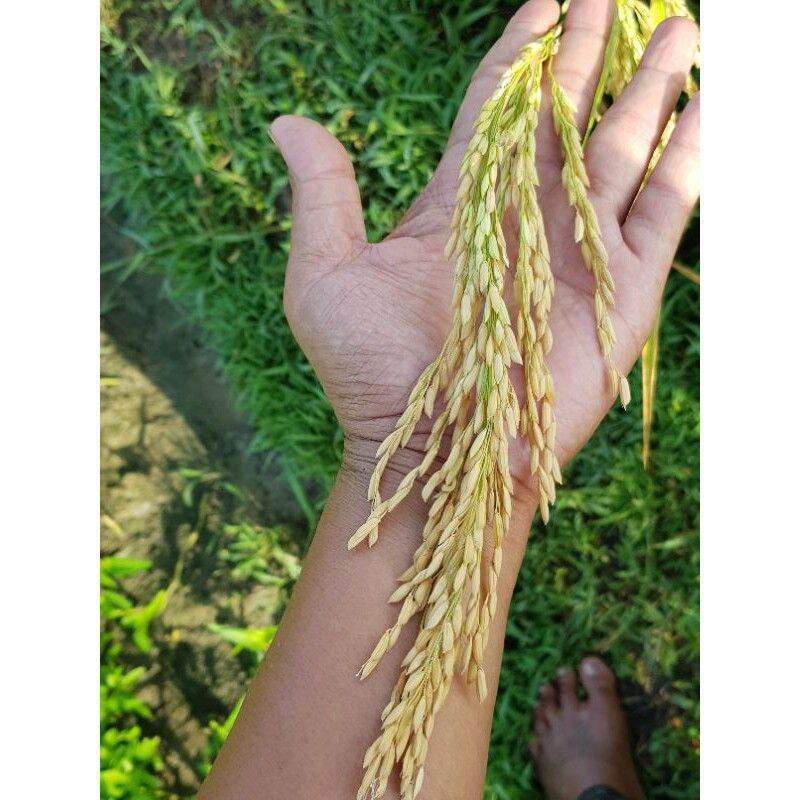 Toko Resmi berkah padi unggul Online | Lazada.co.id