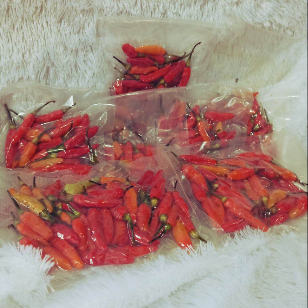 Cabe Setan/Rawit Merah ORI | Lazada Indonesia