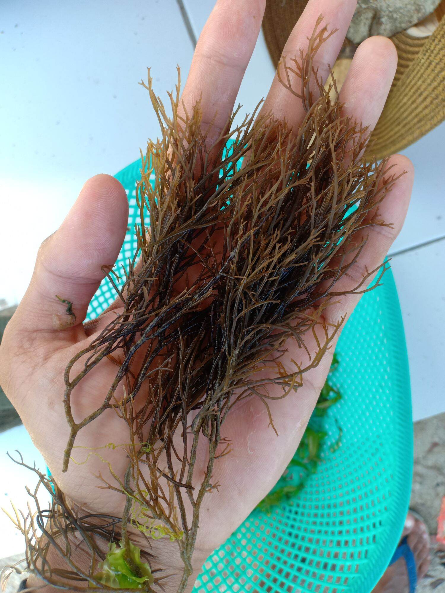 rumput laut gracilaria coronopifolia | Lazada Indonesia