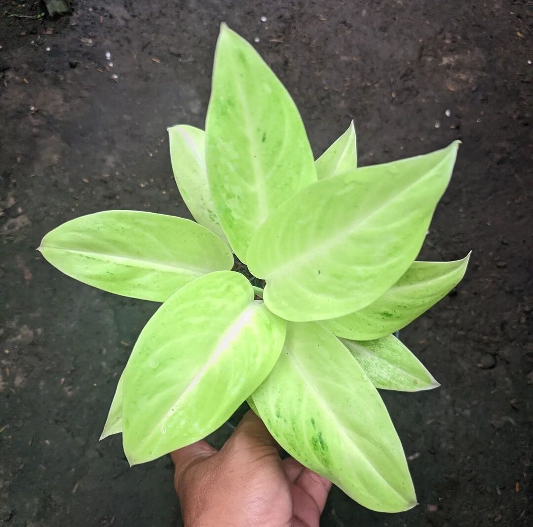 AGLONEMA SUNDROP DEWASA DAUN 7,8,9++ | Lazada Indonesia