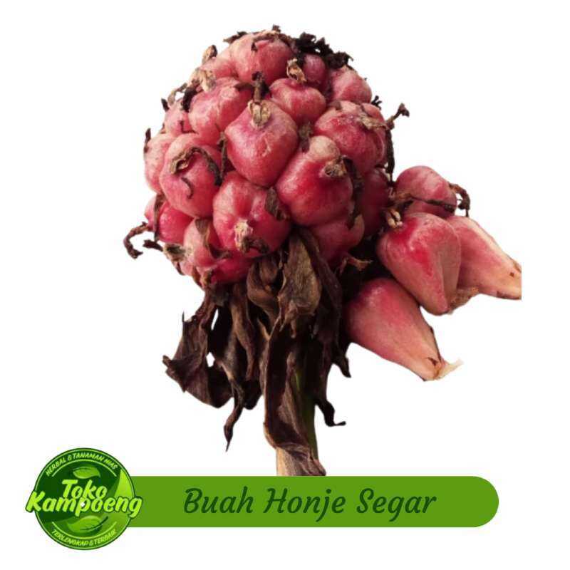 BUAH HONJE SEGAR FRESH UNTUK RUJAK 500 GRAM | Lazada Indonesia