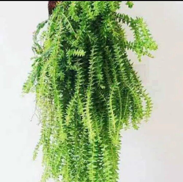 Kumpai bintang tanaman kumpai gantung // tanaman unik | Lazada Indonesia