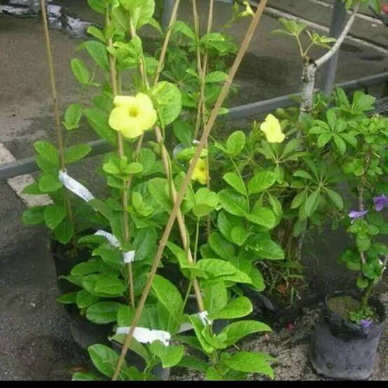Tanaman Rambat Mandevilla Bunga Kuning | Lazada Indonesia