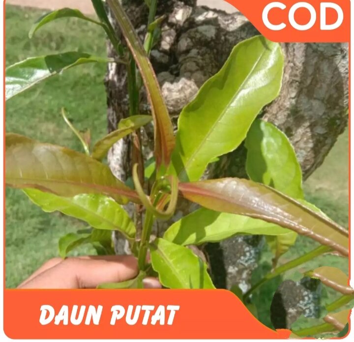 daun Poh pohan untuk coel sambal | Lazada Indonesia